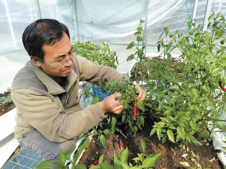 Chinese Professor Helps High-Altitude Communities Grow Fresh Vegetables ...