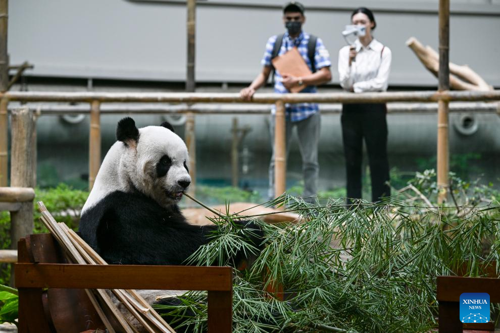Malaysia Prepares To Unveil New Panda Pair From China At Zoo Negara