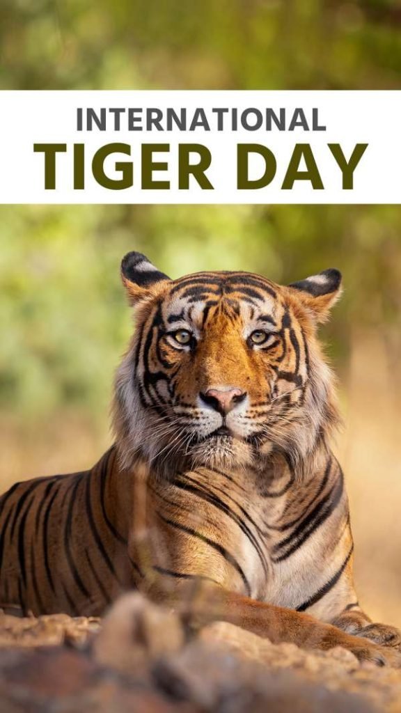 International Tiger Day, the Year of the Tiger - TDI