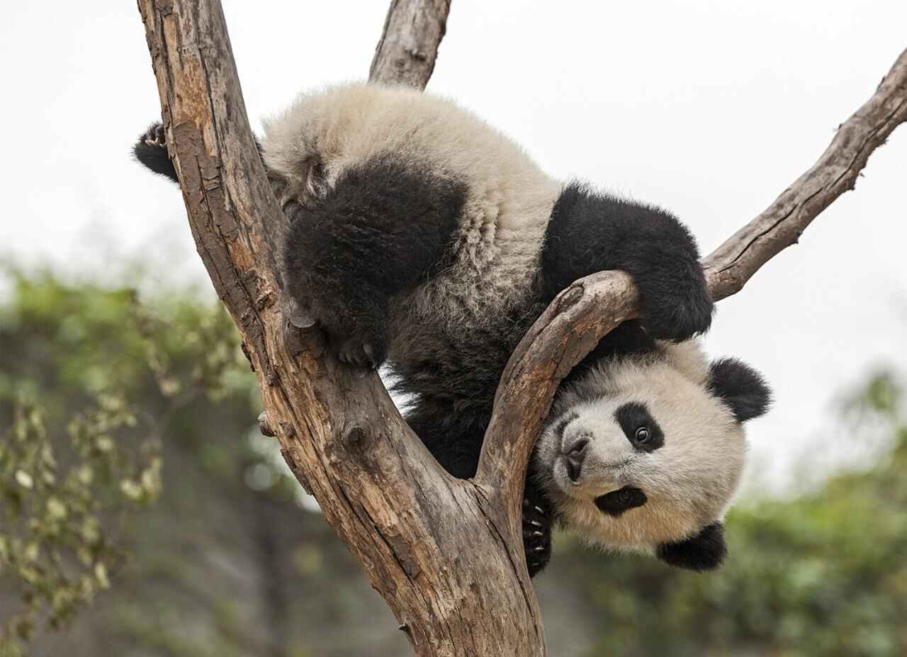 What is Panda Diplomacy & How China Uses Pandas as Soft Power Currency?